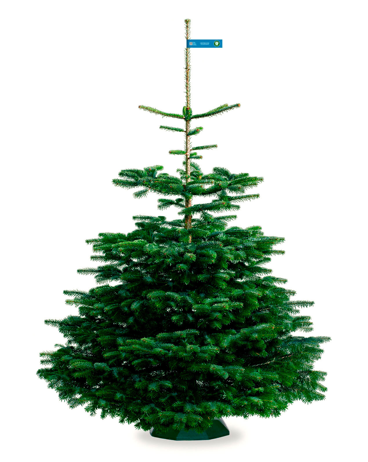 Nordmann Selected - More than a tree